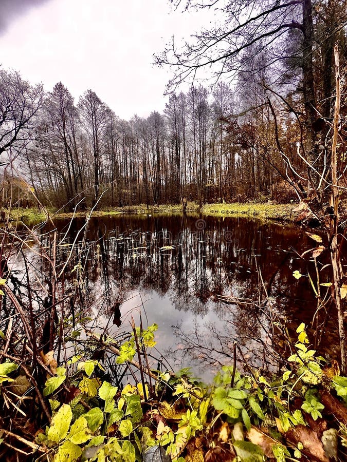 Forest lake in gold autumn stock photo. Image of spring - 386587484