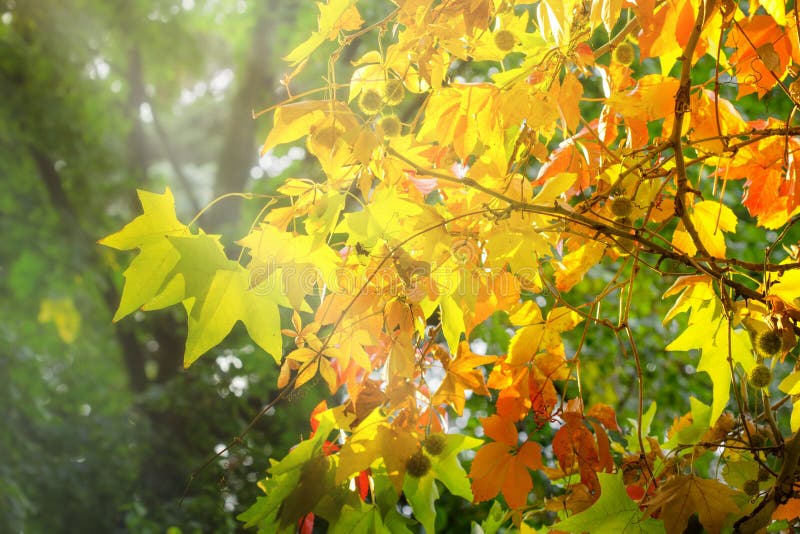 Close-up of Beautiful Orange Color Leaves of Willow Oak Quercus Phellos ...