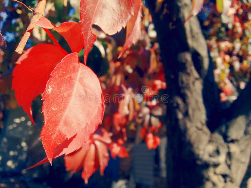 Tree sheet stock photo. Image of colours, sheet, season - 101350856