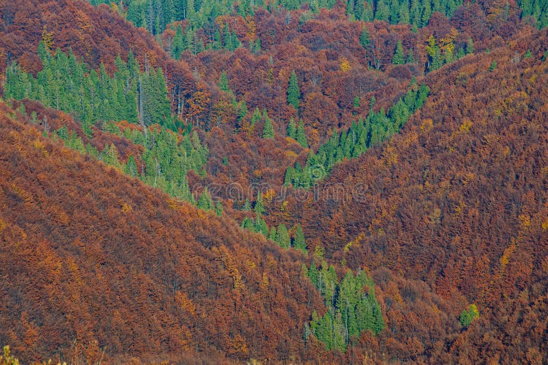 Beautiful Autumn Beech Forest with Spruce Trees on Mountainside Stock ...