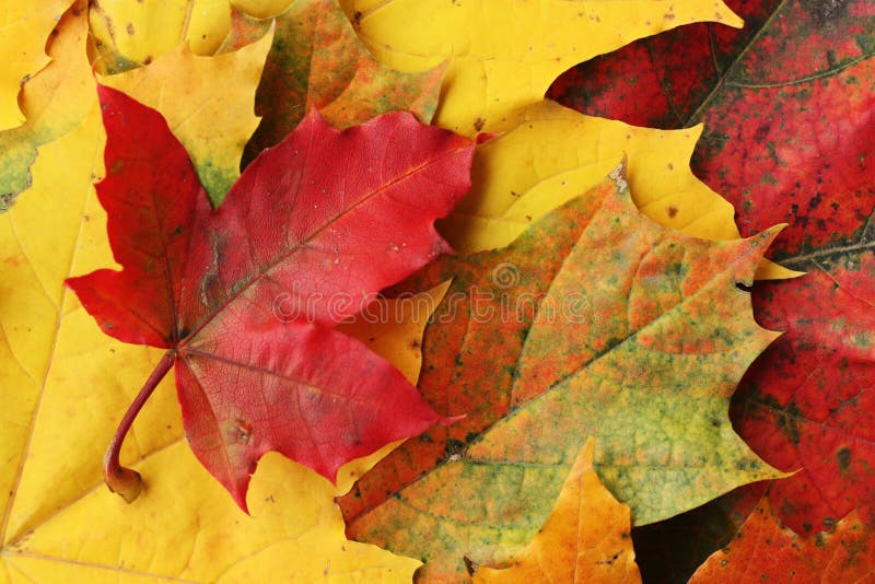 Beautiful Autumn Colored Leaves of the Trees Stock Photo - Image of ...