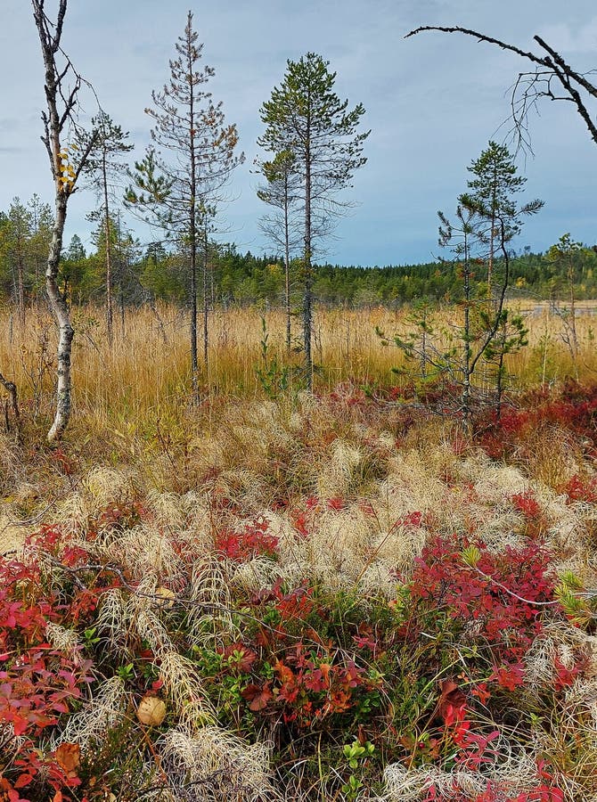 413 Autumnal Lapland Stock Photos - Free & Royalty-Free Stock Photos ...