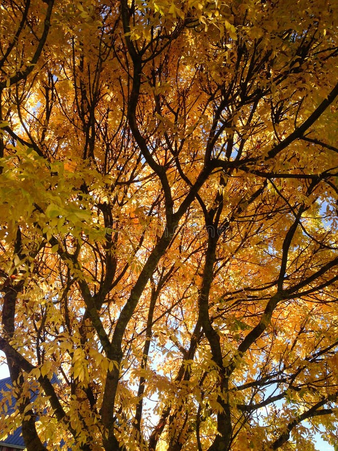 Beautiful Autumn Colored Tree on a Sunny Day Stock Image - Image of ...