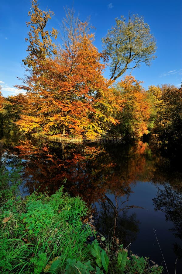 Beautiful autumn colors stock photo. Image of leafs, environment - 11562366