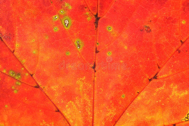 Beautiful Autumn Colour Leaf Stock Image - Image of november ...