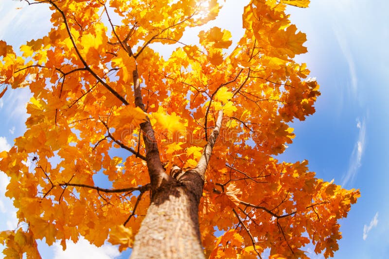Beautiful Autumn Crown of Maple Tree Stock Image - Image of grunge ...