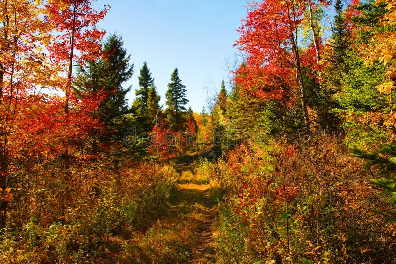 Beautiful Autumn Day in the Woods Stock Photo - Image of outside ...