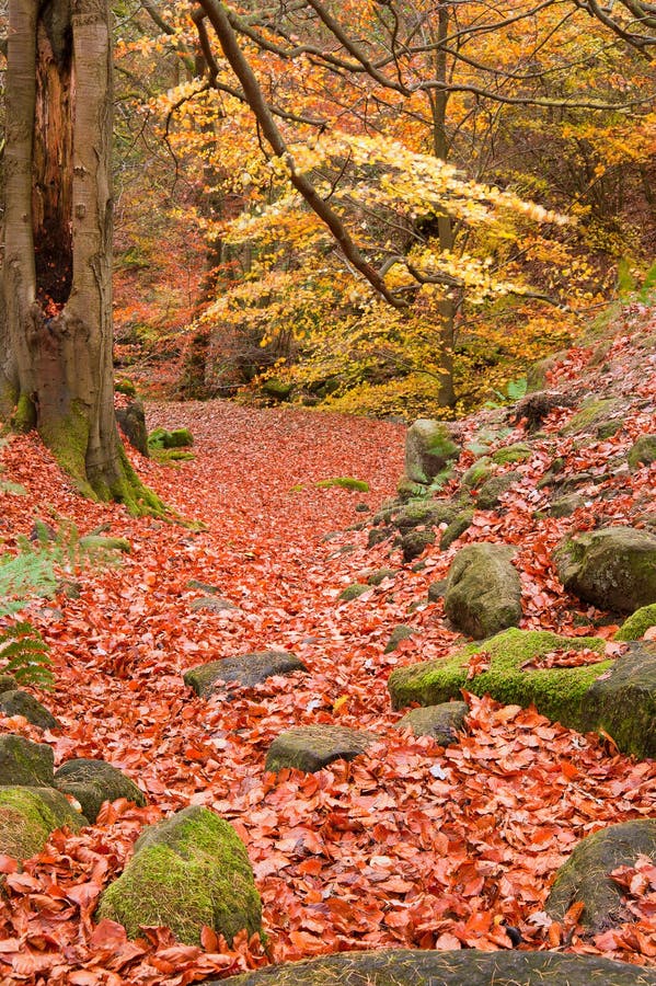 Beautiful Autumn Fall Forest Vibrant Landscape Scene Stock Image ...