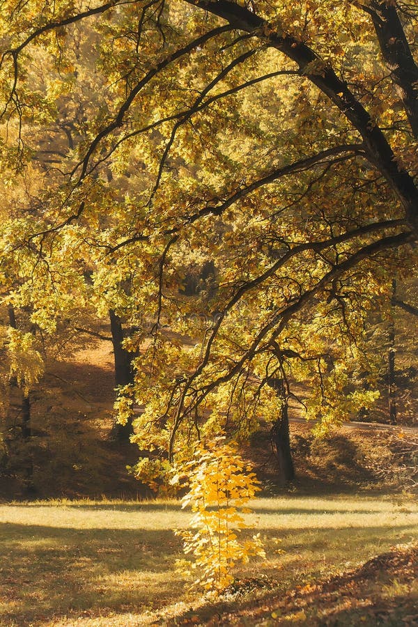 Beautiful autumn fall stock photo. Image of environment - 70809216