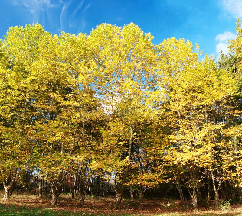 Beautiful autumn foliage stock photo. Image of veins - 11711718
