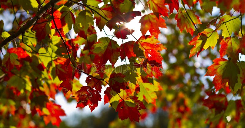 Beautiful Autumn Foliage Scenery Stock Photo - Image of path, outdoors ...