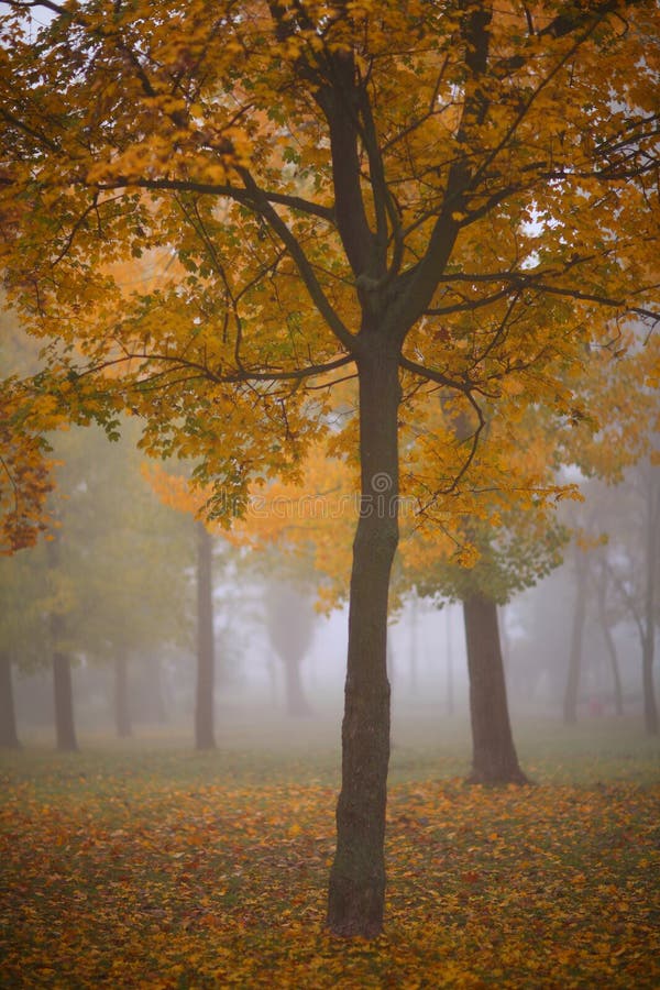 Beautiful Autumn Foliage, Trees and Fog Stock Image - Image of green ...