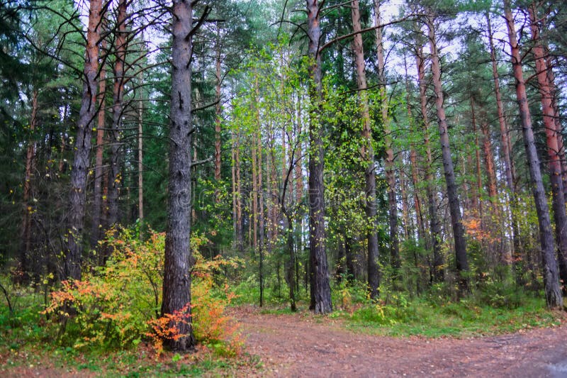 Beautiful Autumn Forest with Different Trees. Autumn Landscape in a ...