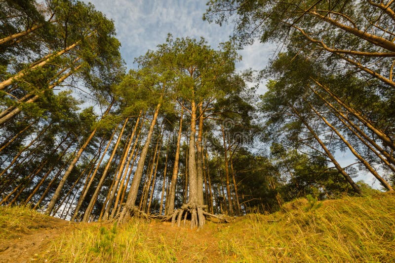 Beautiful Autumn Forest with Different Trees. Pine Trees are Standing ...