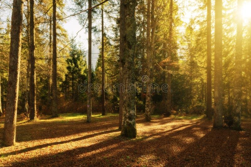Beautiful Autumn Forest Lit by Warm Light of Setting Sun Stock Image ...