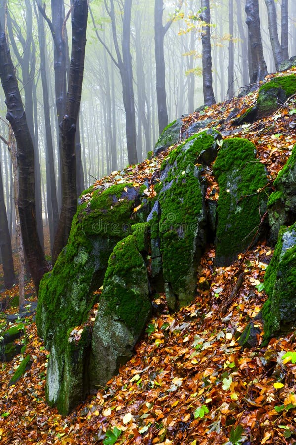 Beautiful Autumn Forest on the Mountain Cliffs. Stock Photo - Image of ...