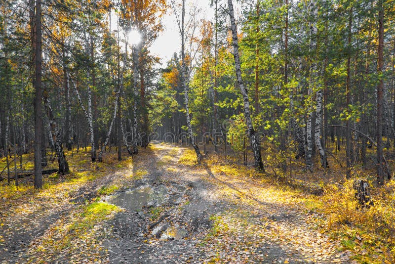 Beautiful Autumn Forest Path at Sunset Stock Image - Image of foliage ...