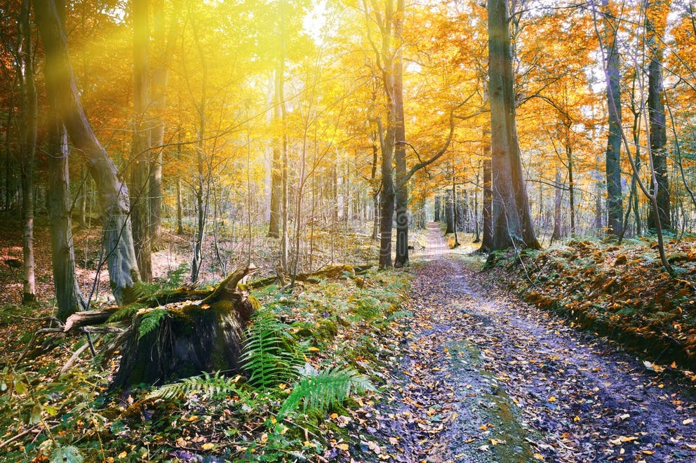 Beautiful autumn forest stock photo. Image of autumn - 47003074