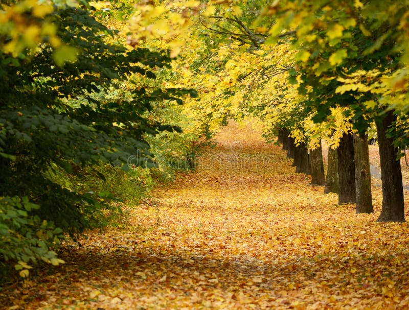Beautiful Autumn Forest with Walkiing Path Stock Image - Image of ...