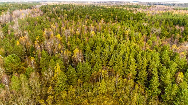 Beautiful Autumn Forest Yellow Trees View from Height Stock Image ...