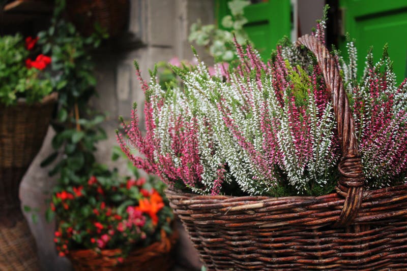 Beautiful autumn heather stock image. Image of basket - 61623421