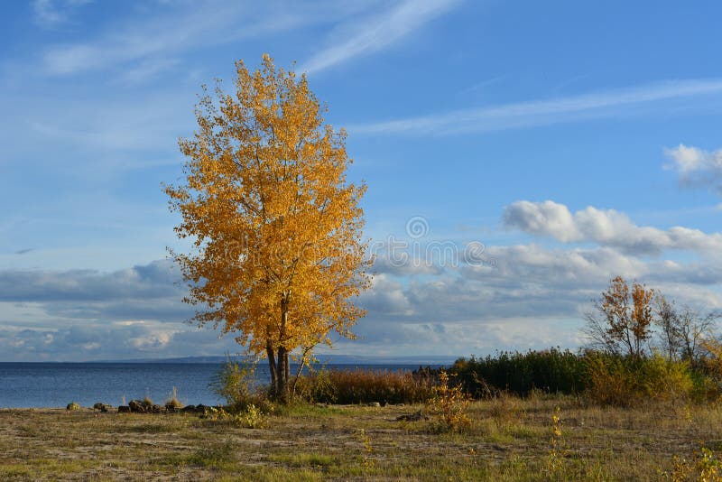 Beautiful Autumn Landscape with Alone Golden Tree on River Coast Stock ...