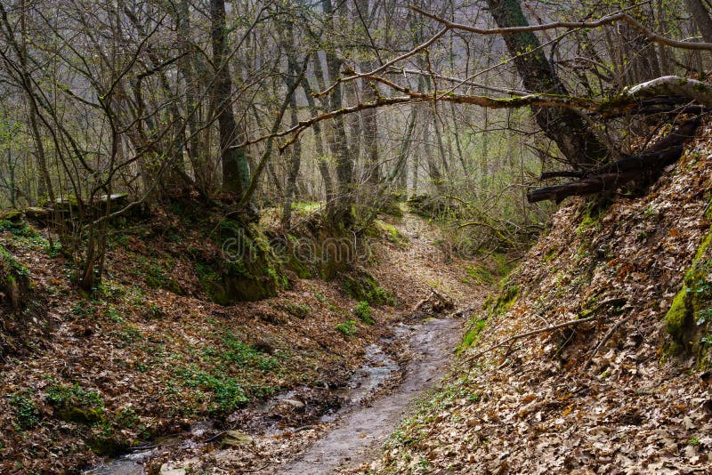 Beautiful Autumn Landscape with Bare Tree Branches and a Path Covered ...