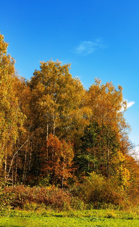 Autumn Forest Contrast Poster Text Stock Photos - Free & Royalty-Free ...