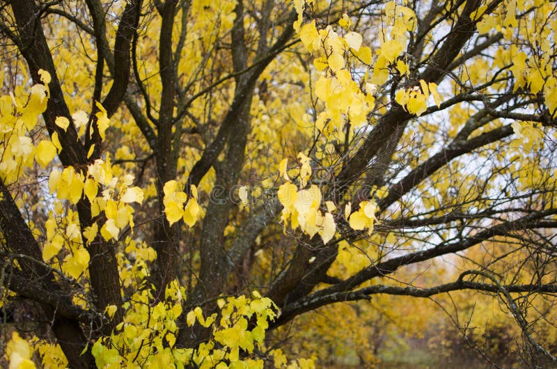 Beautiful Autumn Landscape with Colorful Trees. Ukrainian Riverband ...
