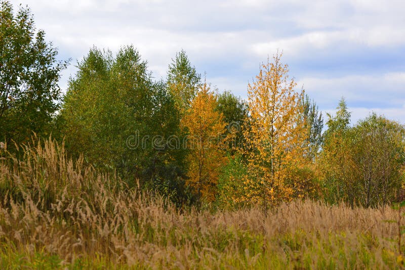 Beautiful Autumn Landscape with Deciduous Trees and Grass Stock Photo ...