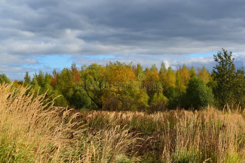 Beautiful Autumn Landscape with Deciduous Trees and Grass Stock Image ...