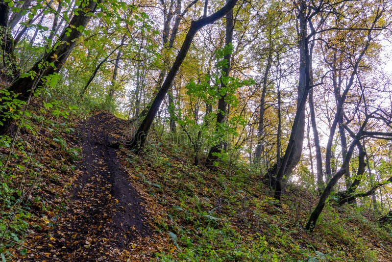 Beautiful Autumn Landscape. Fallen Leaves on a Path in the Forest. a ...