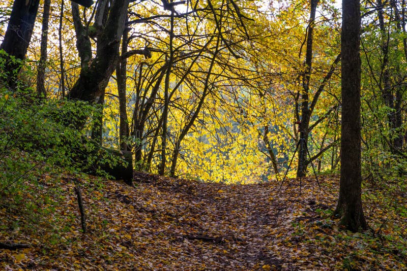 Beautiful Autumn Landscape. Fallen Leaves on a Path in the Forest. a ...