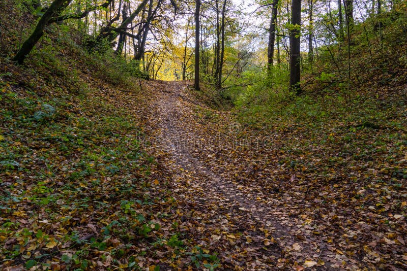Beautiful Autumn Landscape. Fallen Leaves on a Path in the Forest. a ...