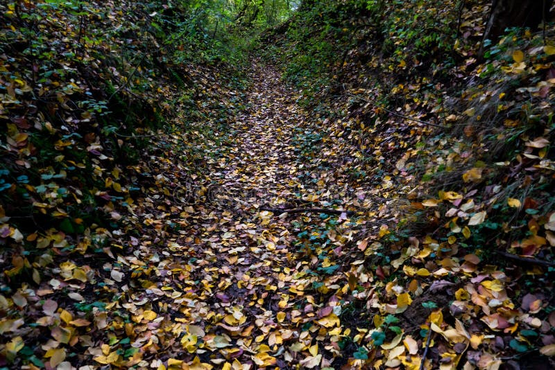 Beautiful Autumn Landscape. Fallen Leaves on a Path in the Forest. a ...