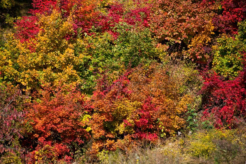 Beautiful Autumn Landscape. Golden Autumn in the Forest. Stock Photo ...