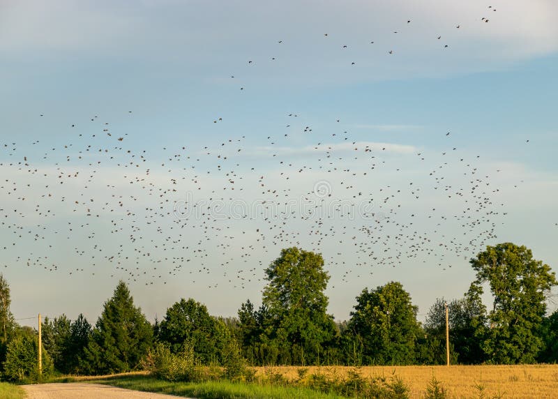 Beautiful Autumn Landscape with Many Small Migratory Birds Flying ...
