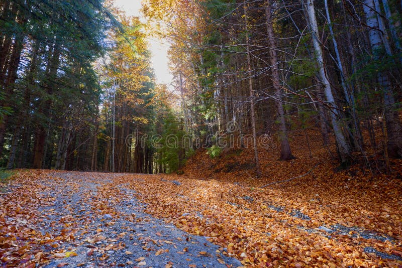 Autumn Landscape with Mountain Forest at the Beginning of November ...