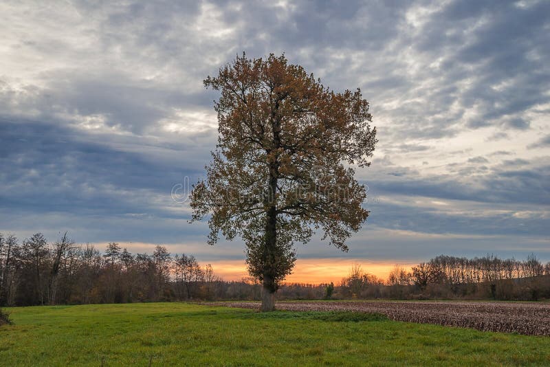 Beautiful Autumn Landscape with One Tree in the Field a Stock Image ...