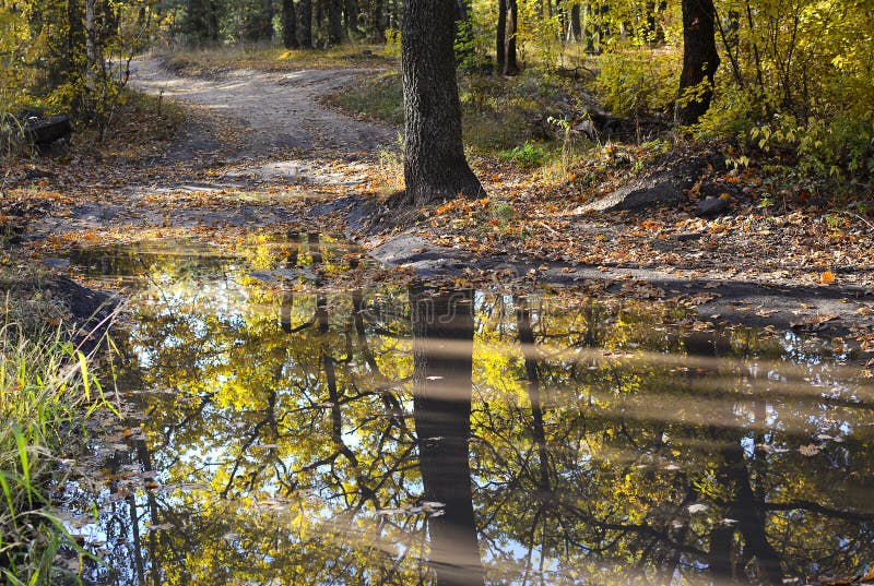 Beautiful Autumn Landscape with Reflection of Yellow Trees in a Puddle ...