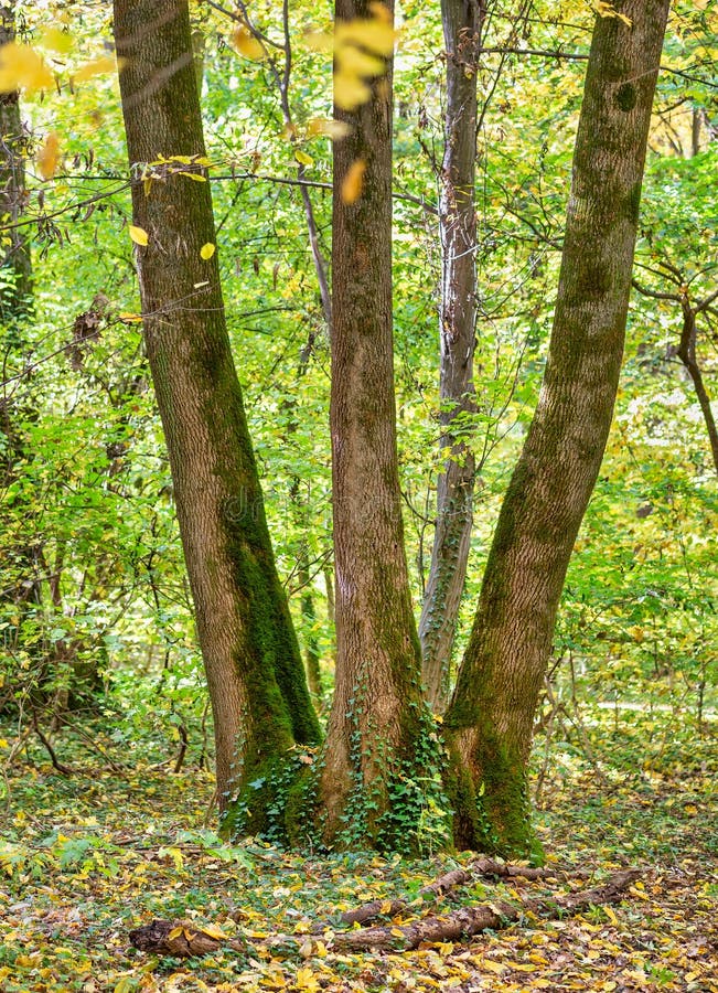 Beautiful Autumn Landscape with Three Detailed Trunk Trees in the ...