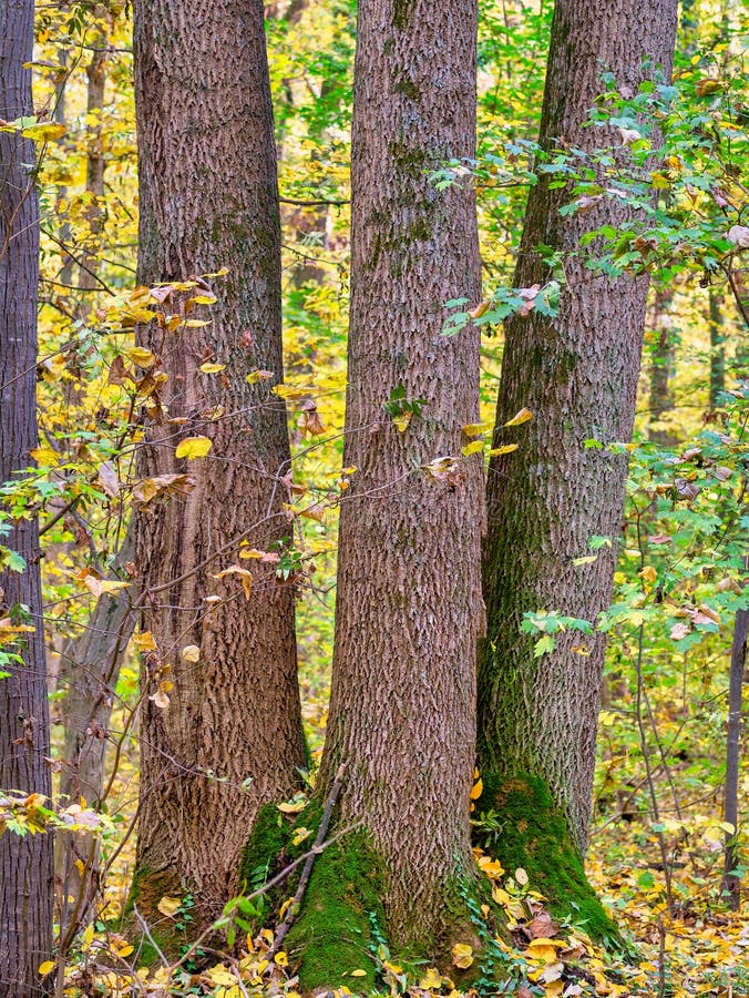 Beautiful Autumn Landscape with Three Detailed Trunk Trees in the ...