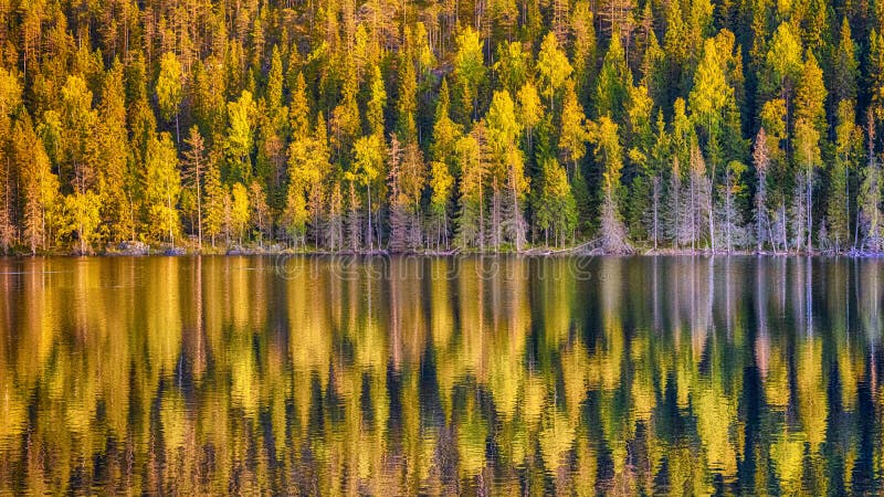Beautiful Autumn Landscape, Yellowed Trees are Reflected in the Lake ... Beautiful Autumn Landscape, Yellowed Trees are Reflected in the Lake ...