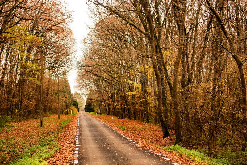 Beautiful Autumn Lane in the Forest Stock Image - Image of environment ...