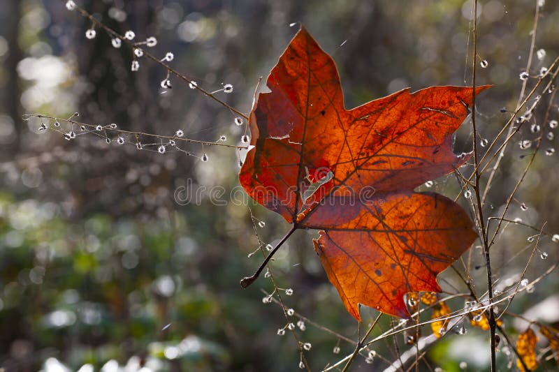 Beautiful Autumn Leaf with Great Orange Colors. Automn Leaf, Fallen ...