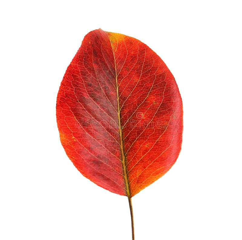 Beautiful Autumn Leaf on White Background Stock Photo - Image of floral ...