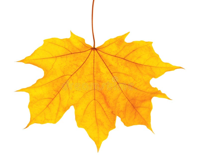 Beautiful Autumn Leaf on White Background Stock Photo - Image of fall ...