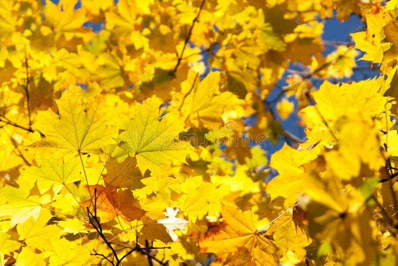 Beautiful autumn leaves stock image. Image of botanical - 25972551