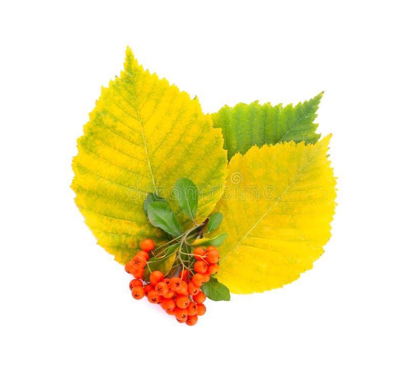 Beautiful Autumn Leaves with Berries on White Background Stock Photo ...