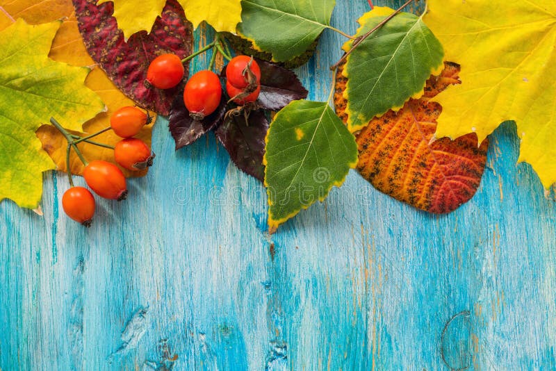 Beautiful autumn leaves. stock image. Image of beautiful - 62162395